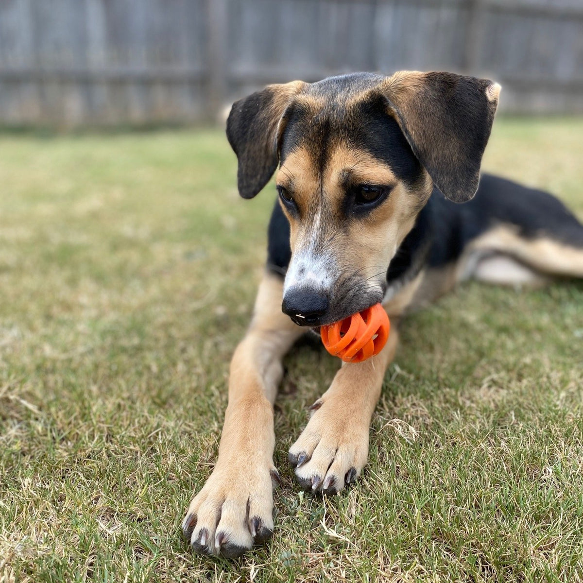 Donation – Rescue PAC